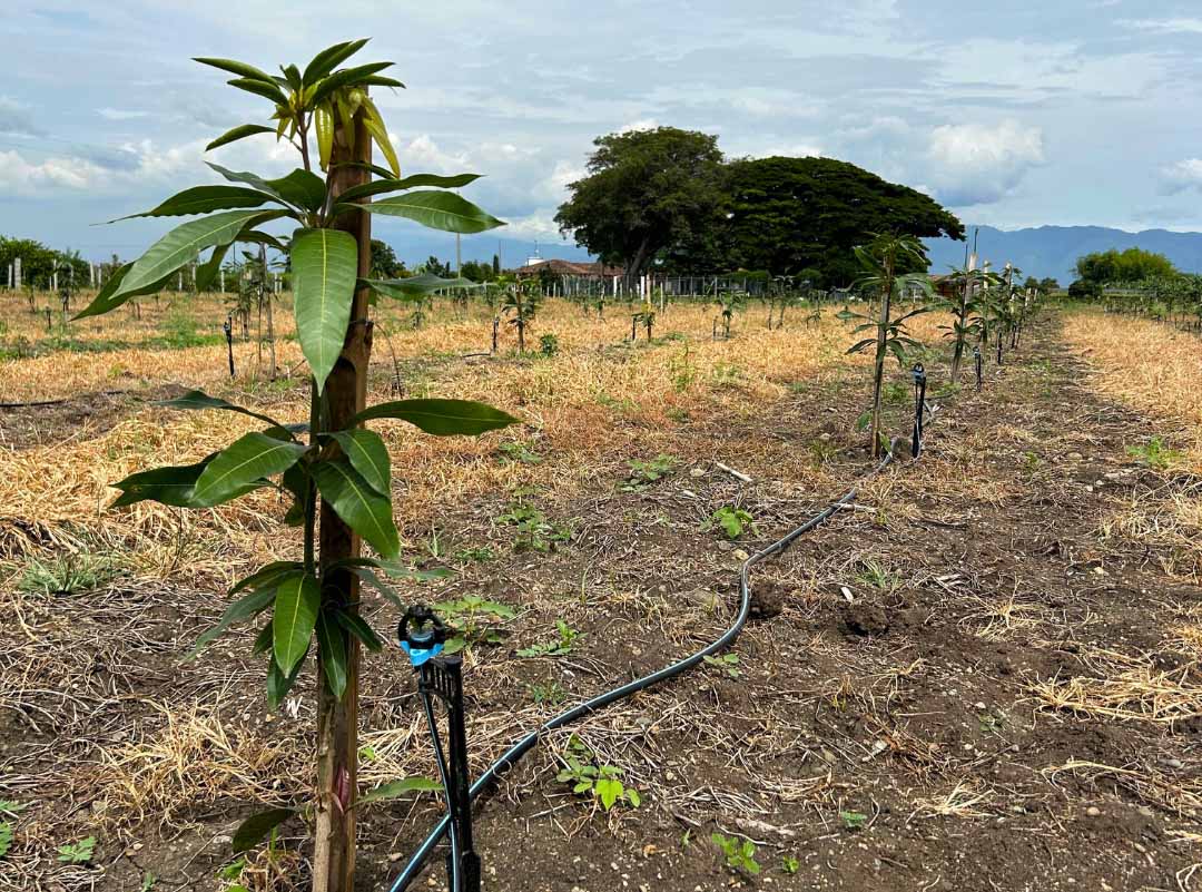 Apersión y Microaspersión – Innovagric S.A.S